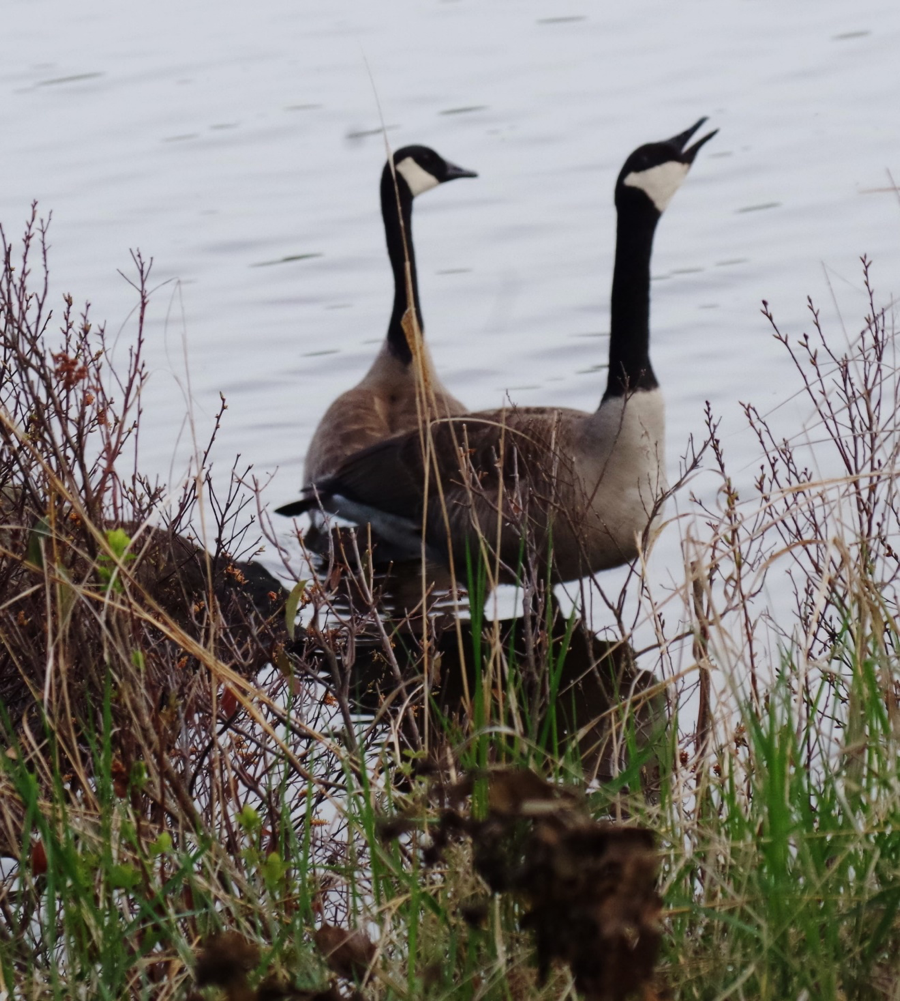 La bernache du Canada – AP Lac Clair, La Macaza