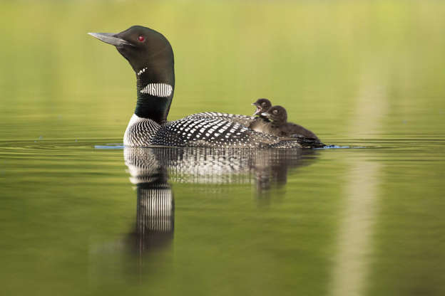 Le huard menacé – AP Lac Clair, La Macaza